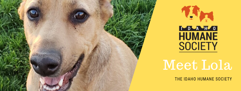 See how IHS helped Lola - Idaho Humane Society