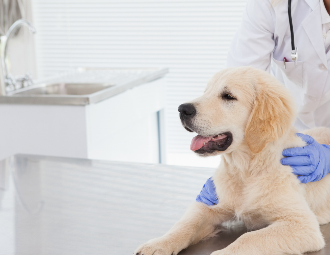 Recent Cases - Idaho Humane Society