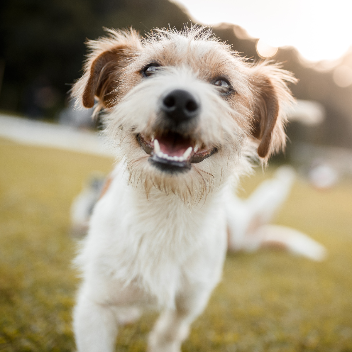 Congratulations - Idaho Humane Society