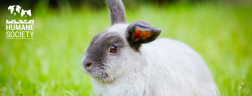 Boise Bench Rabbit Study - Idaho Humane Society