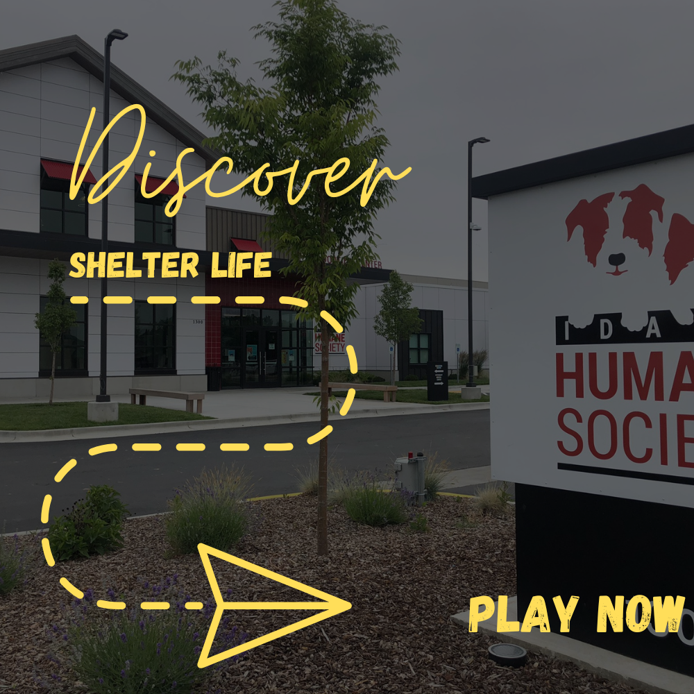 Pick Your Path: A Day at the Shelter - Idaho Humane Society